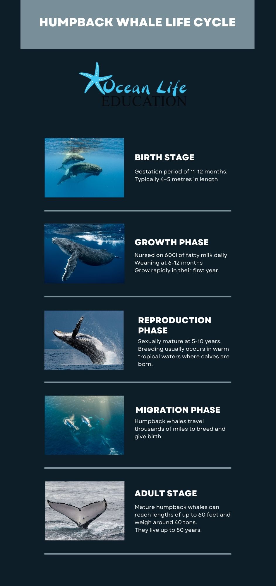 Teaching Life Cycles of Humpback Whales - Ocean Life Education