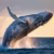 Teaching Life Cycles of Humpback Whales - Ocean Life Education