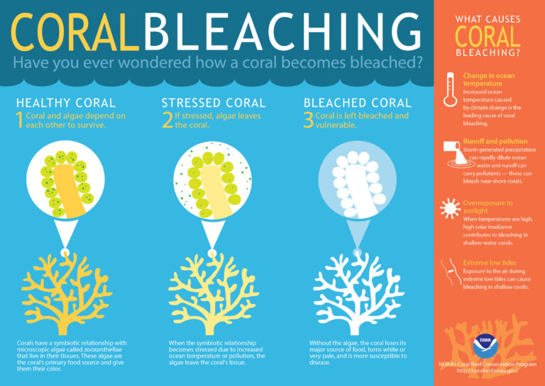 The Human Impact: How Our Actions Shape Marine Habitats and Ecosystems ...
