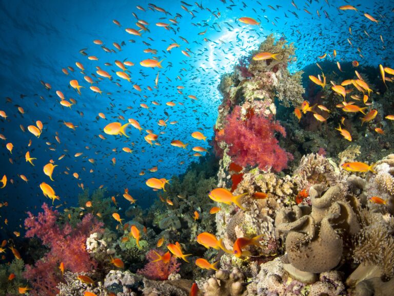 The Human Impact: How Our Actions Shape Marine Habitats and Ecosystems ...
