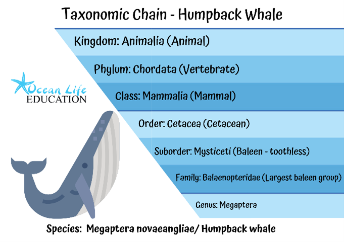 Teaching Humpback Whale Classification: Resources for Primary Schools ...