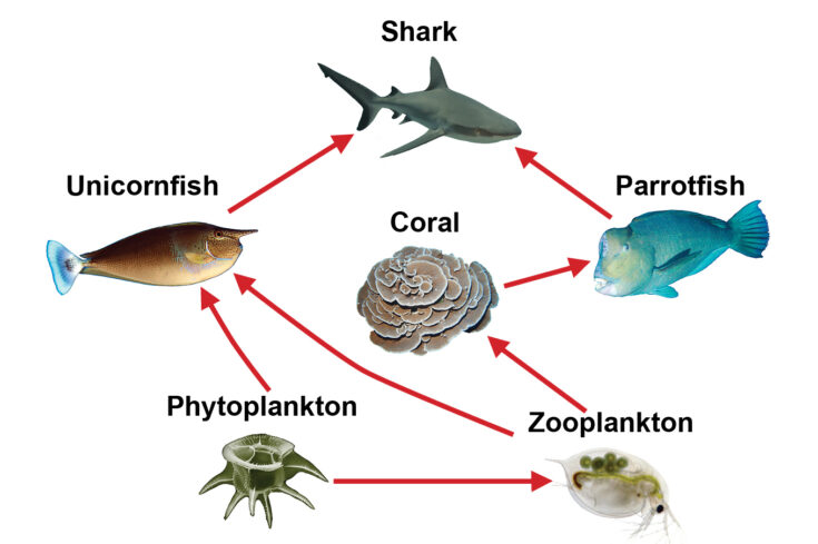 Teaching Kids About Sharks: Their Crucial Role in Ocean Ecosystems ...