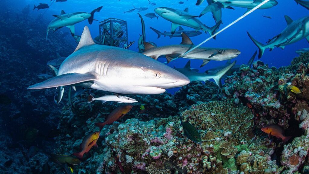 Teaching Kids About Sharks: Their Crucial Role in Ocean Ecosystems ...