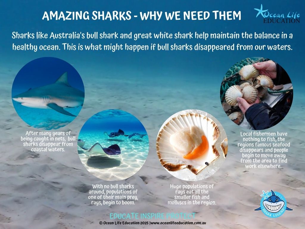 Teaching Kids About Sharks: Their Crucial Role in Ocean Ecosystems ...