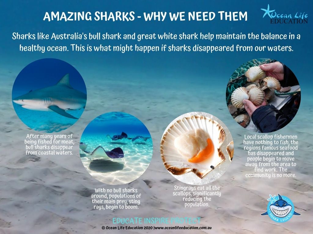 Teaching Kids About Sharks: Their Crucial Role in Ocean Ecosystems ...