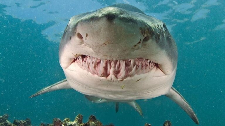 Teaching Kids About Sharks: Their Crucial Role in Ocean Ecosystems ...