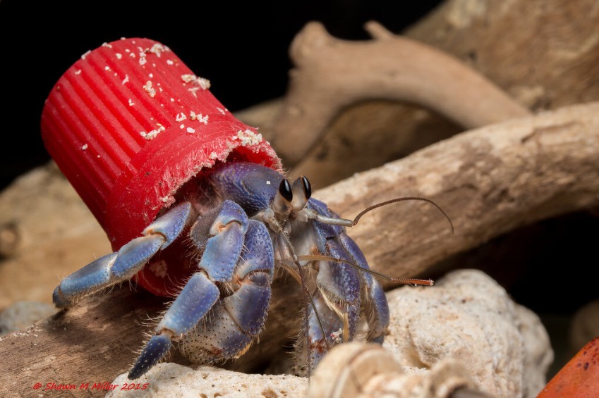 The Hermit Crab’s Secret: Adaptation and Habitat Survival - Ocean Life ...
