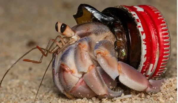 The Hermit Crab’s Secret: Adaptation and Habitat Survival - Ocean Life ...